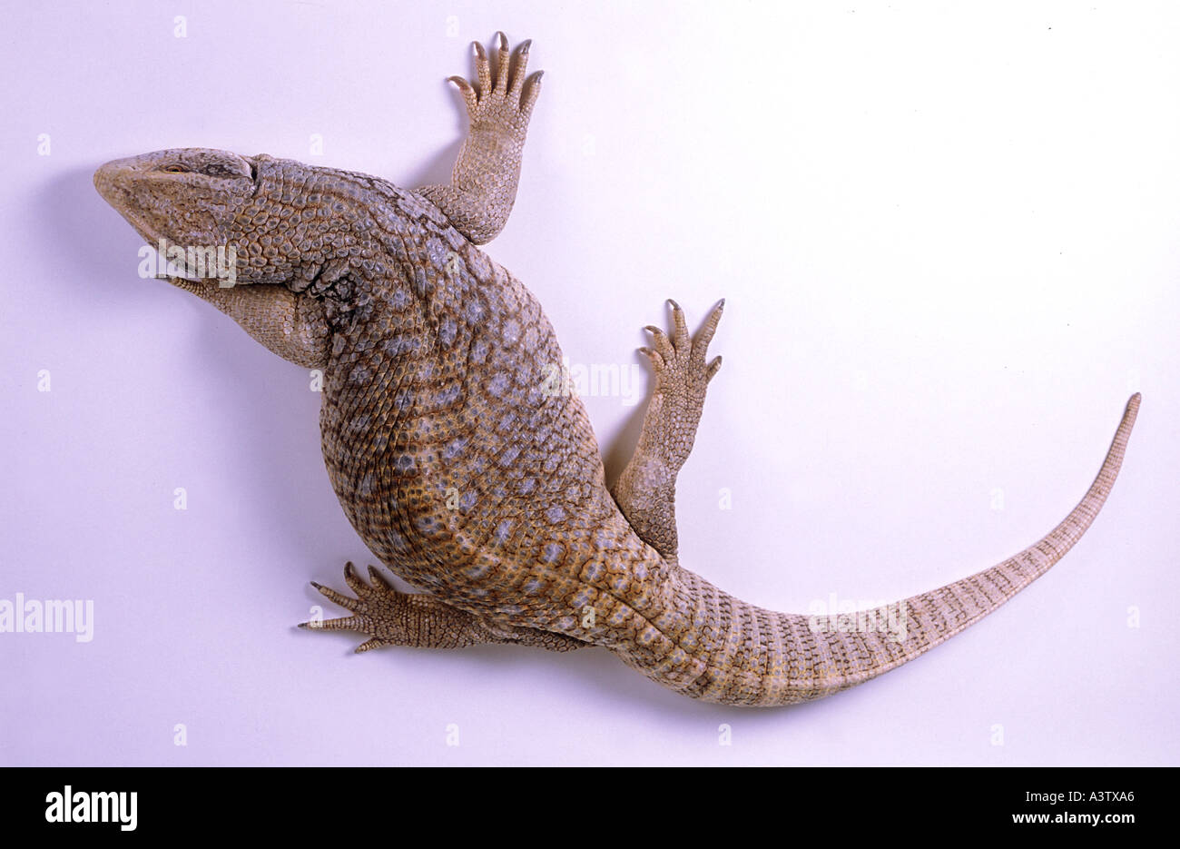 Bosc monitor -Fotos und -Bildmaterial in hoher Auflösung – Alamy