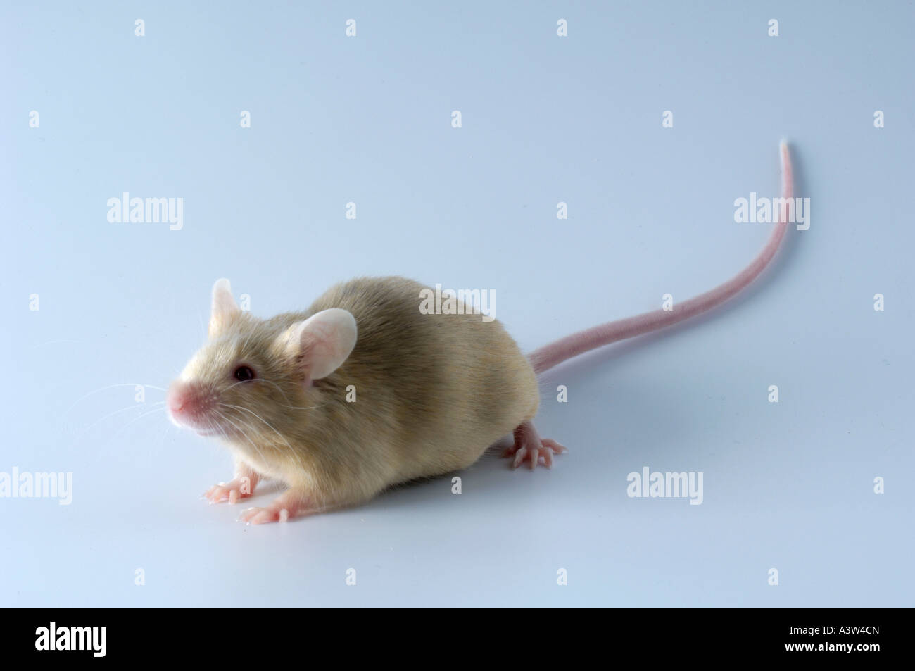 Laboratory mouse -Fotos und -Bildmaterial in hoher Auflösung – Alamy