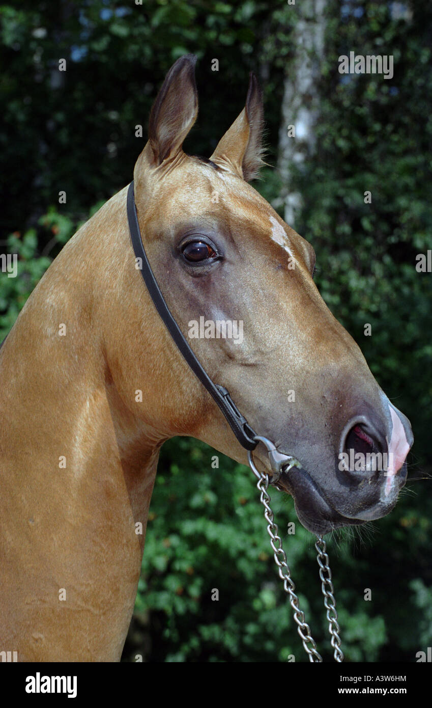 Akhal teke gold horse -Fotos und -Bildmaterial in hoher Auflösung – Alamy