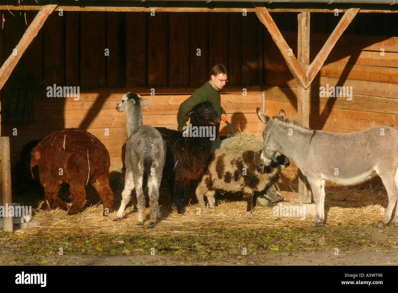 Esel bei stall -Fotos und -Bildmaterial in hoher Auflösung – Alamy
