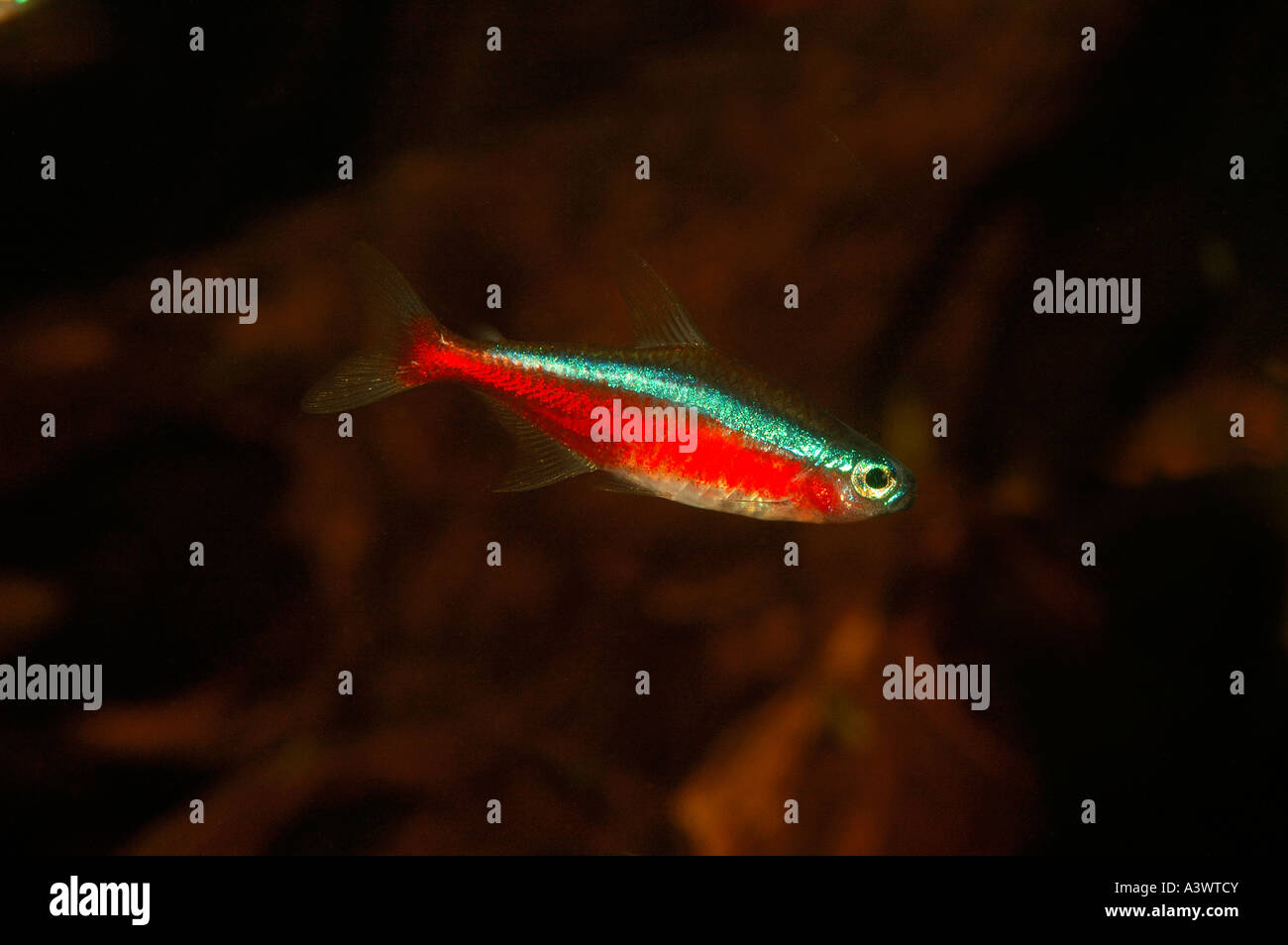 Cardinal tetra -Fotos und -Bildmaterial in hoher Auflösung – Alamy