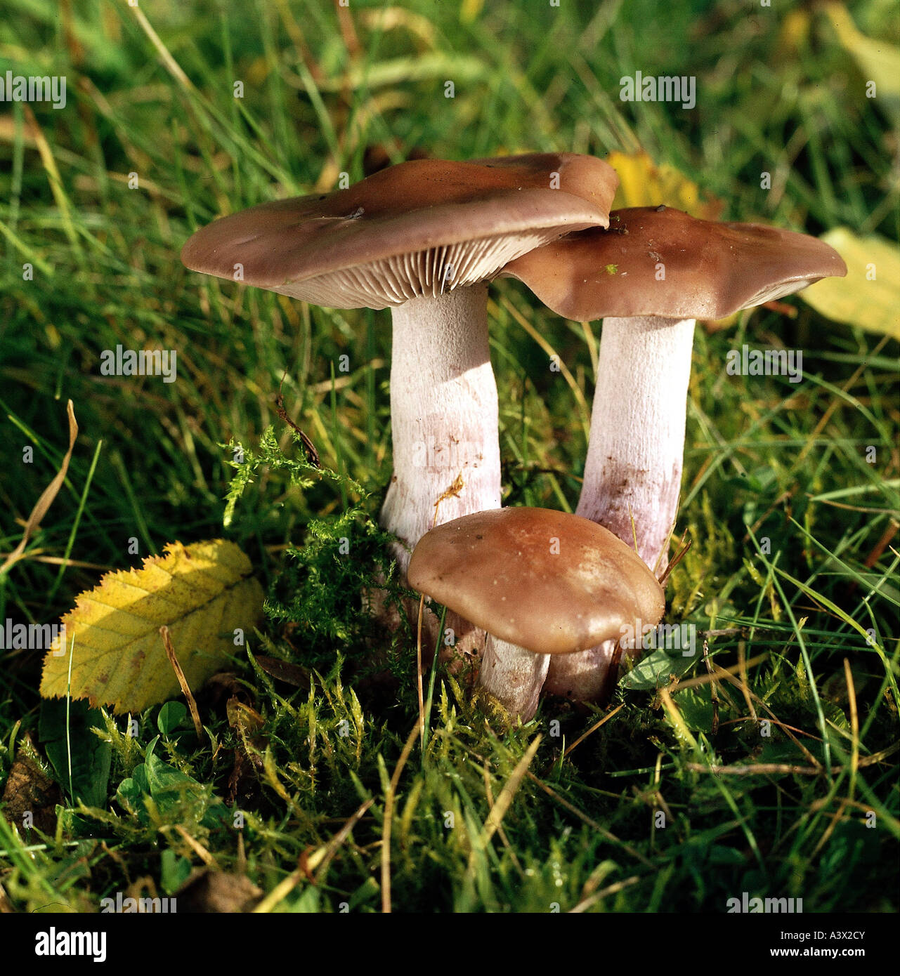 Tricholoma nuda -Fotos und -Bildmaterial in hoher Auflösung – Alamy