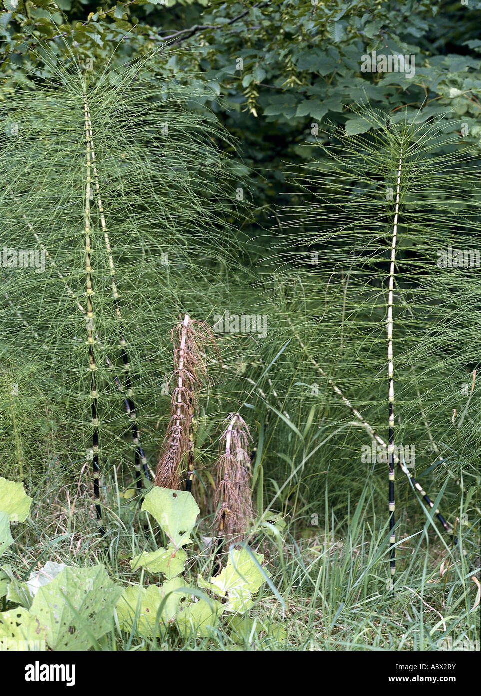 Botanik, Schachtelhalm, (Equisetum), große Schachtelhalm (Equisetum ...