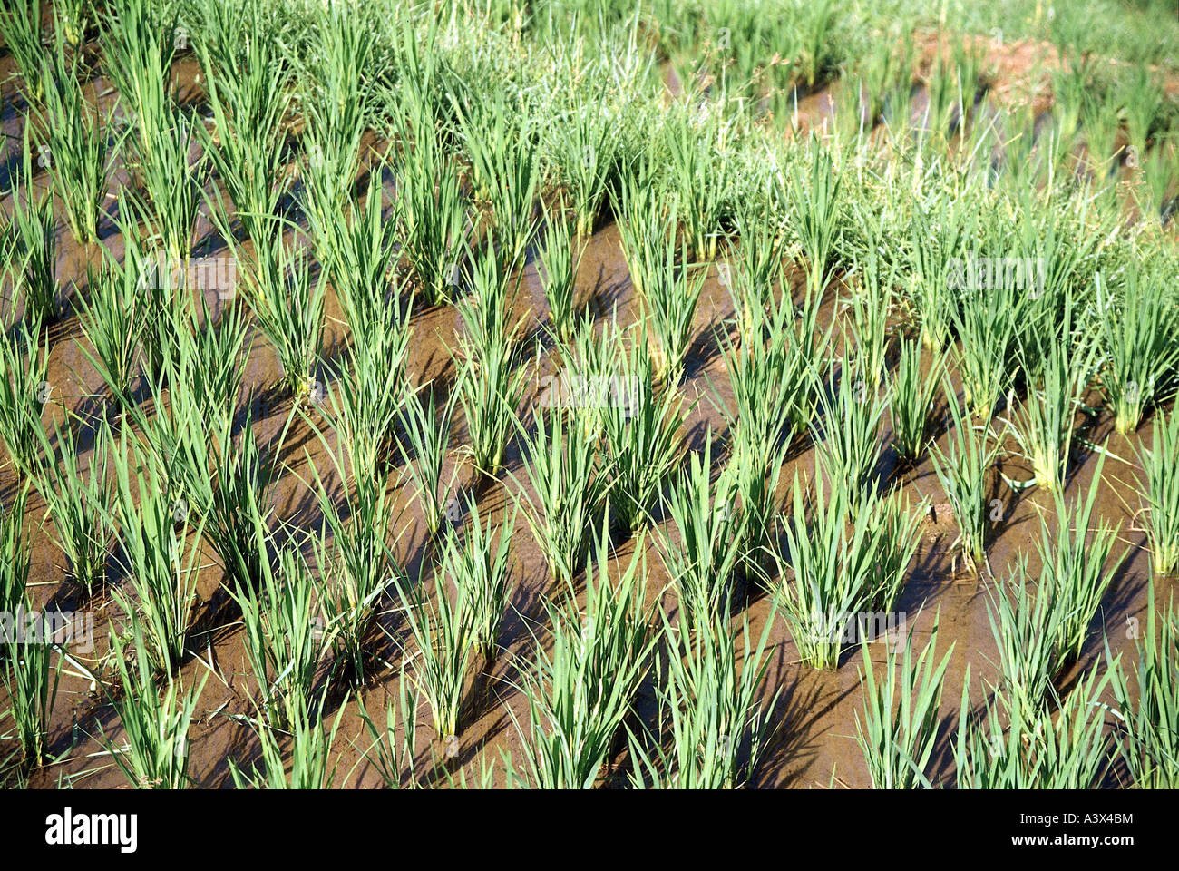Botanik, Reis (Oryza Sativa), Rutschen, auf Feld, Anbau, Pflanzen, die ...