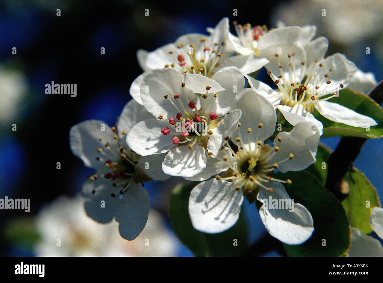 Botanik, Birne (Pyrus Communis), Blüten am Zweig, Baum, Blüte, Rosales ...