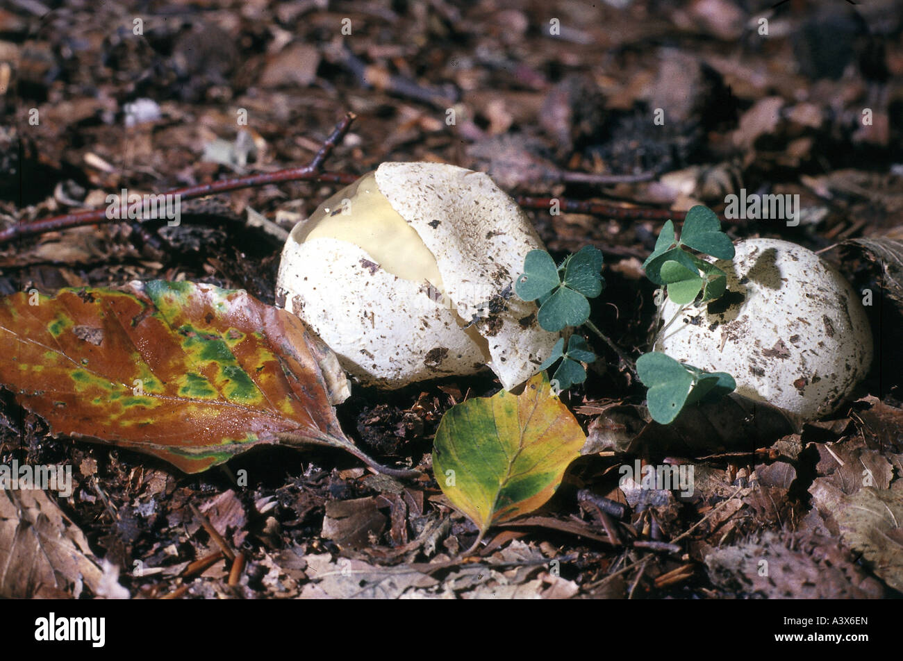 Essbar als junges hexenei -Fotos und -Bildmaterial in hoher Auflösung ...