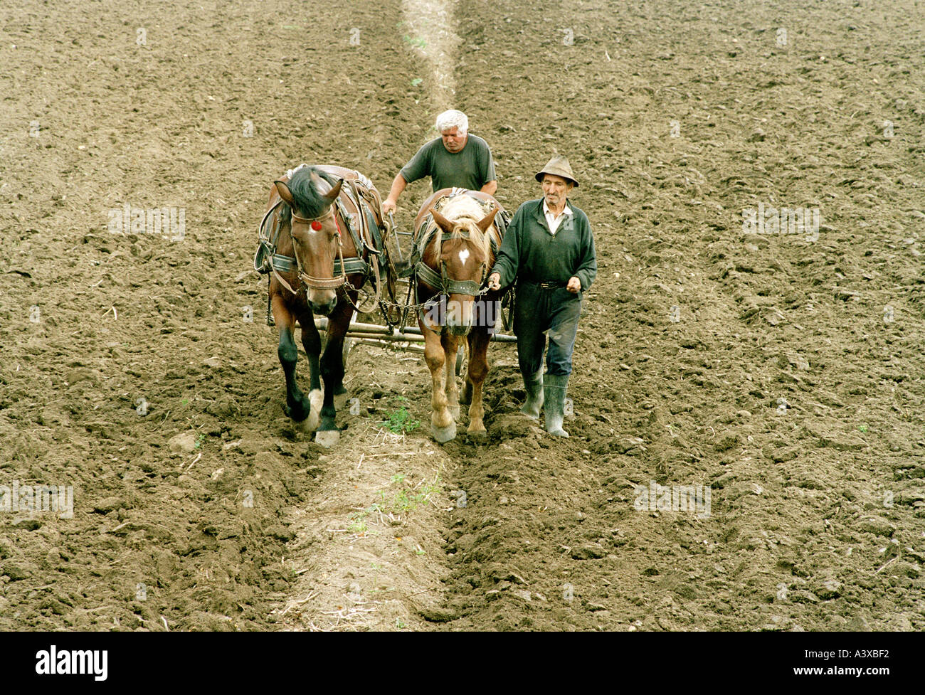 Männer Pflügen Feld mit Pferden gezogene Pflug Rumänien Stockfotografie ...