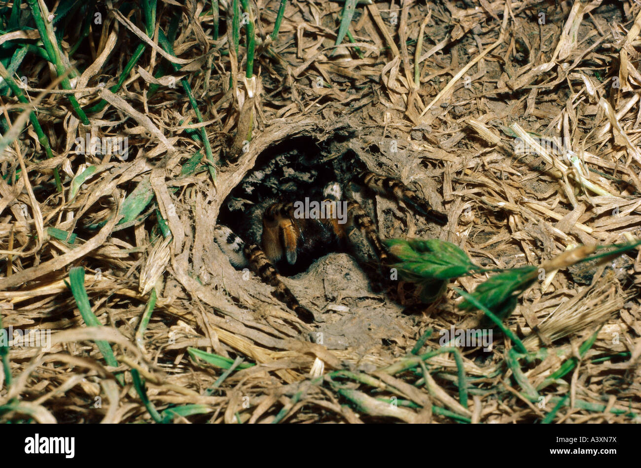 Aus dem bau kriechen -Fotos und -Bildmaterial in hoher Auflösung – Alamy
