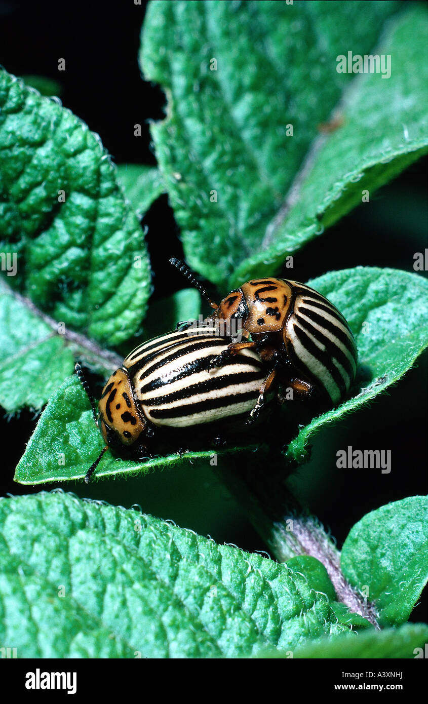 Zoologie / Tiere, Insekten, Käfer, Kolorado Kartoffelkäfer ...