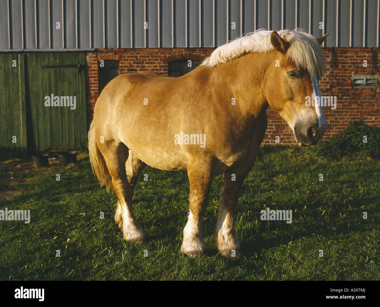 Ardennen pferdepferde -Fotos und -Bildmaterial in hoher Auflösung – Alamy