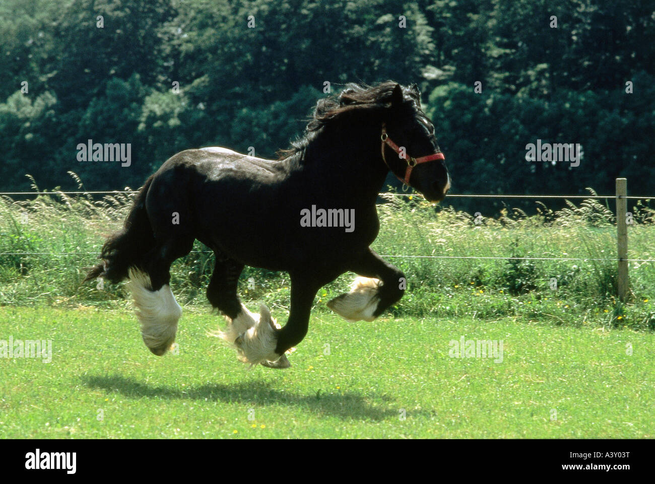 Equiden shire pferd -Fotos und -Bildmaterial in hoher Auflösung – Alamy