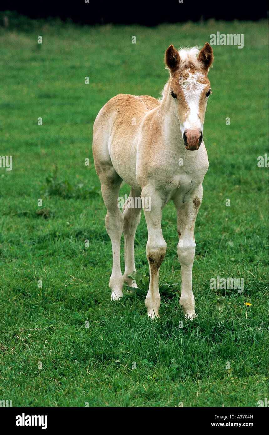 Haflinger horse equus caballus stallion -Fotos und -Bildmaterial in ...