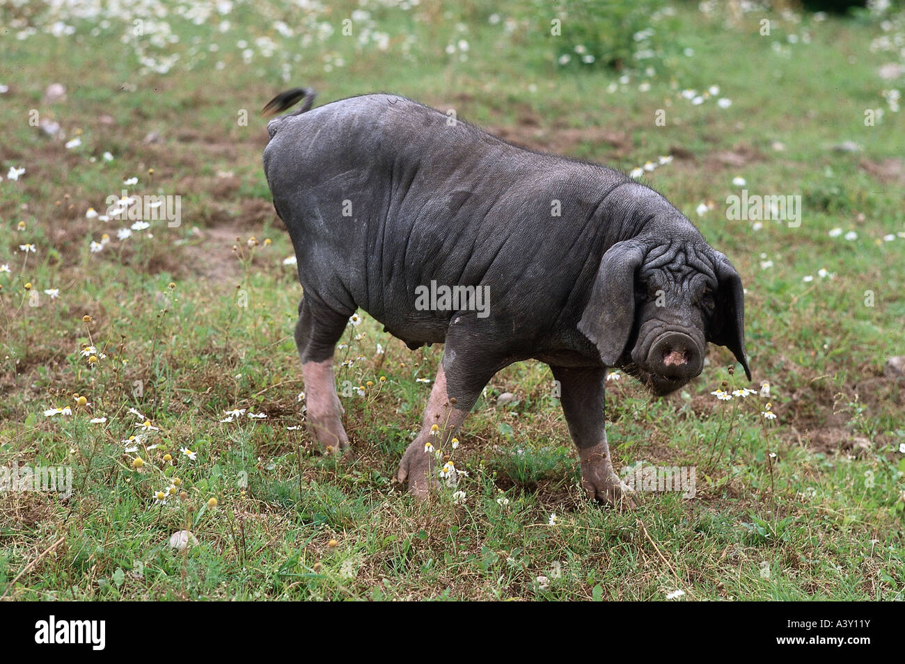 Sus scrofa forma domesticus -Fotos und -Bildmaterial in hoher Auflösung ...