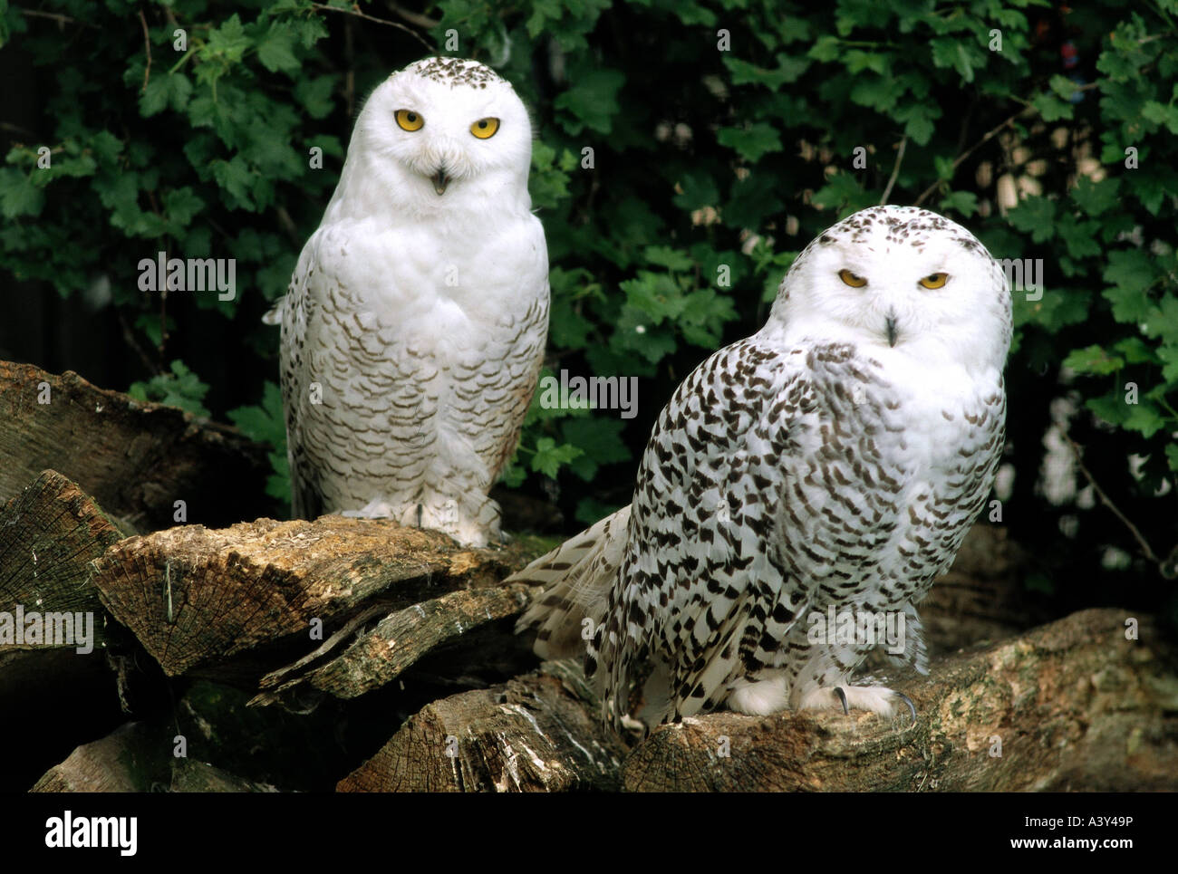 Zwei Eulen, Die Auf Baumstamm Stehen Stockfotos und -bilder Kaufen - Alamy