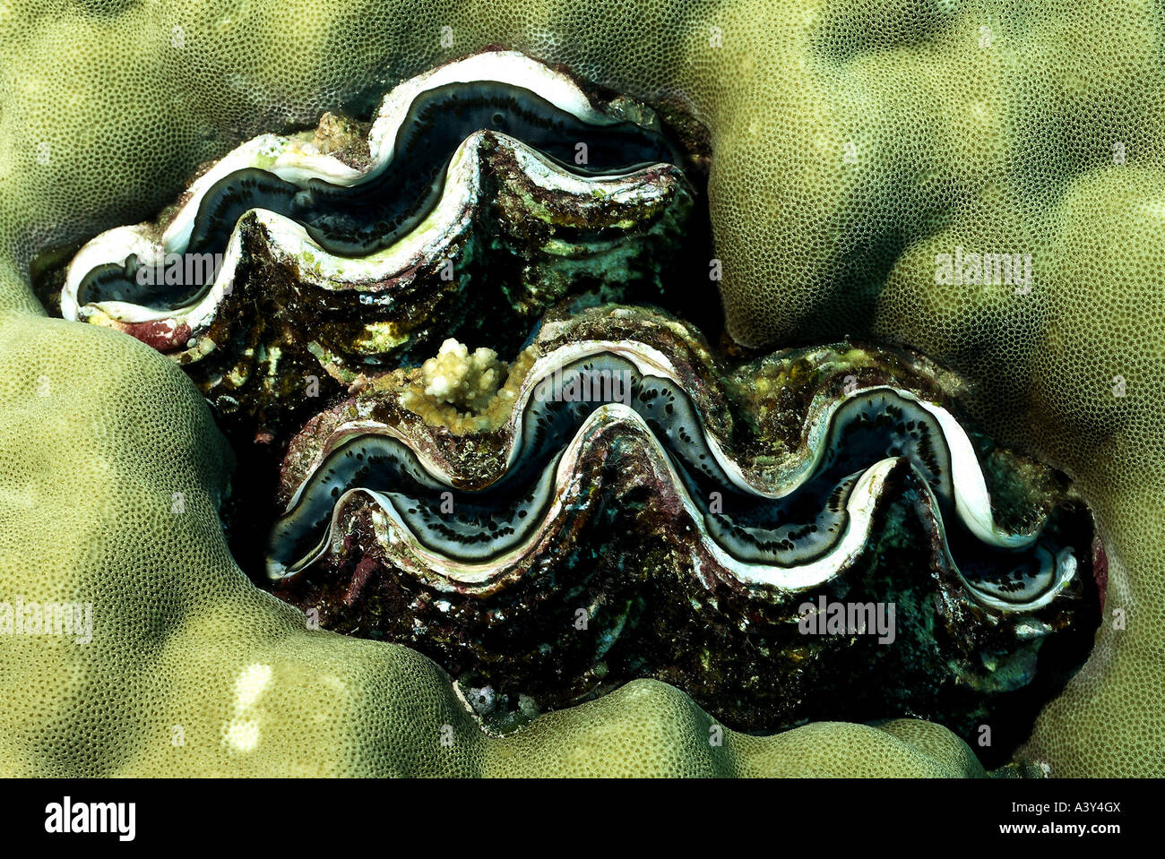Riesenmuschel malediven -Fotos und -Bildmaterial in hoher Auflösung – Alamy