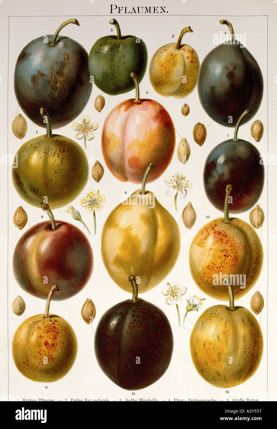 Botanik, Prunus, Pflaume, (Prunus domestica), verschiedene Arten ...
