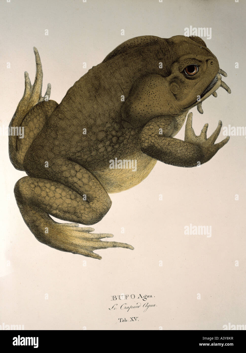 Testudinum und ranarum -Fotos und -Bildmaterial in hoher Auflösung – Alamy