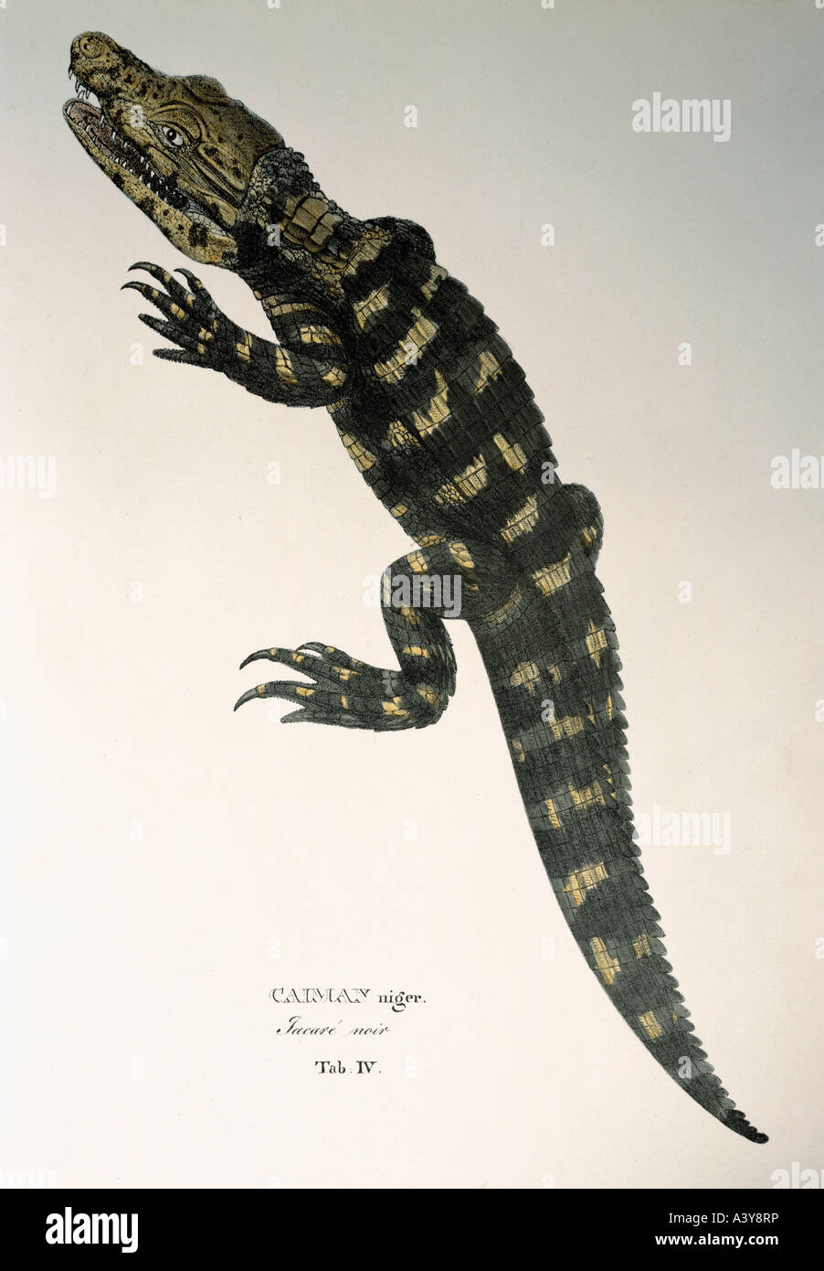 Schwarze kaimane -Fotos und -Bildmaterial in hoher Auflösung – Alamy