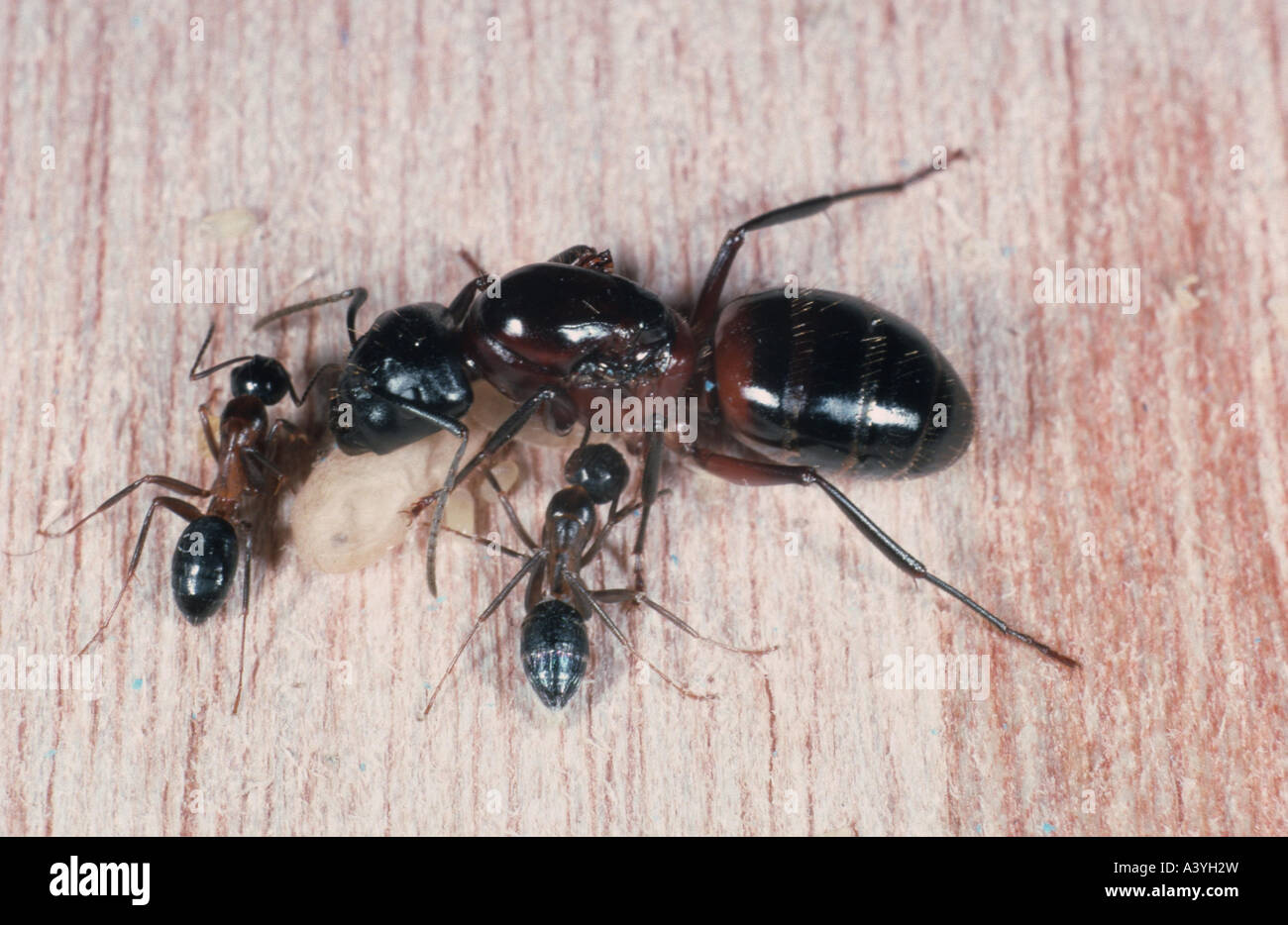 Tischlerameise camponotus ligniperda -Fotos und -Bildmaterial in hoher ...