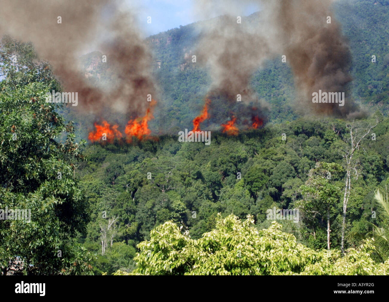 brennende Regenwald, Brandrodung in Südost-Asien Stockfotografie - Alamy