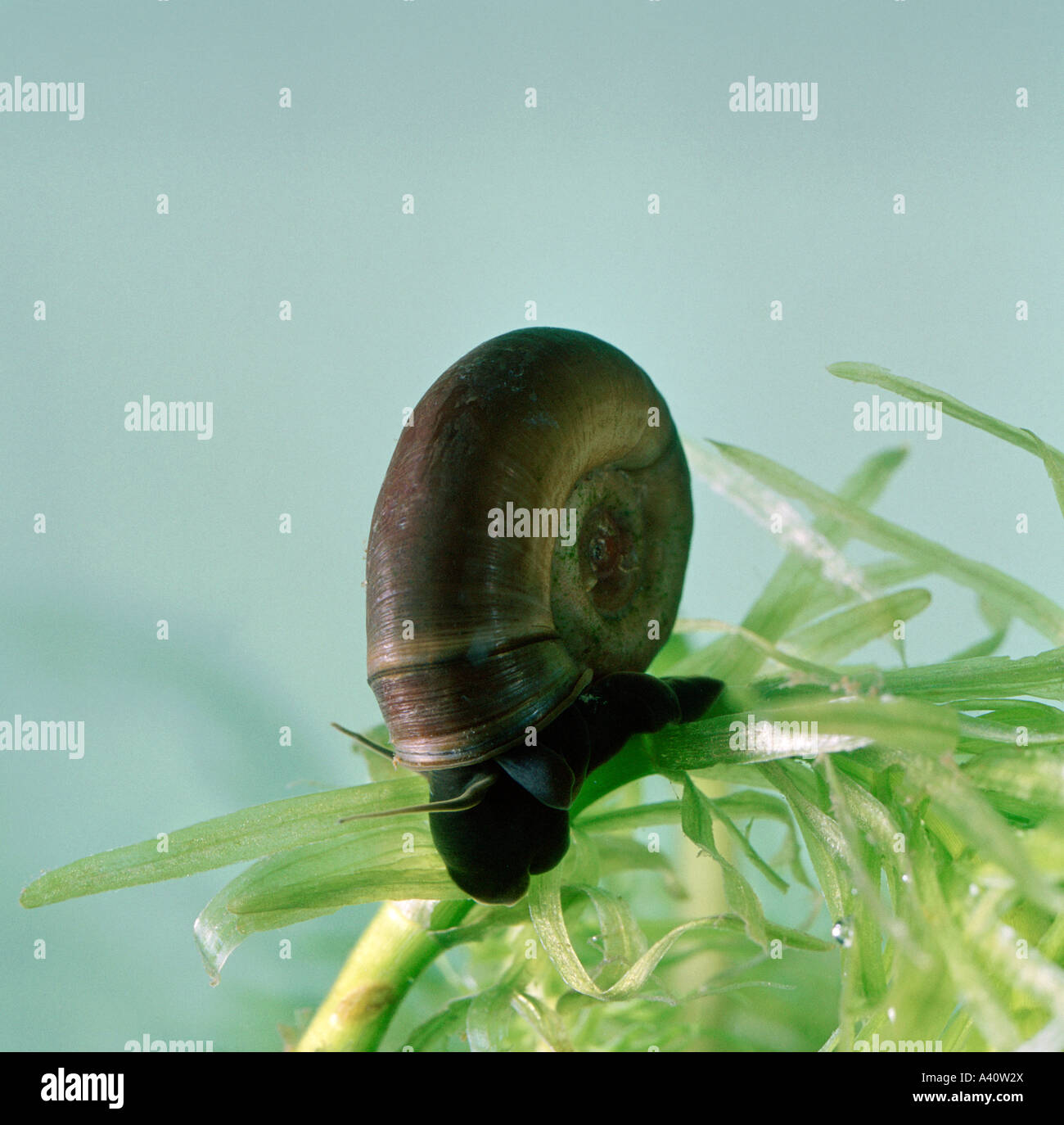 Große Ramshorn Schnecke Planorbis Corneus Fütterung auf ...