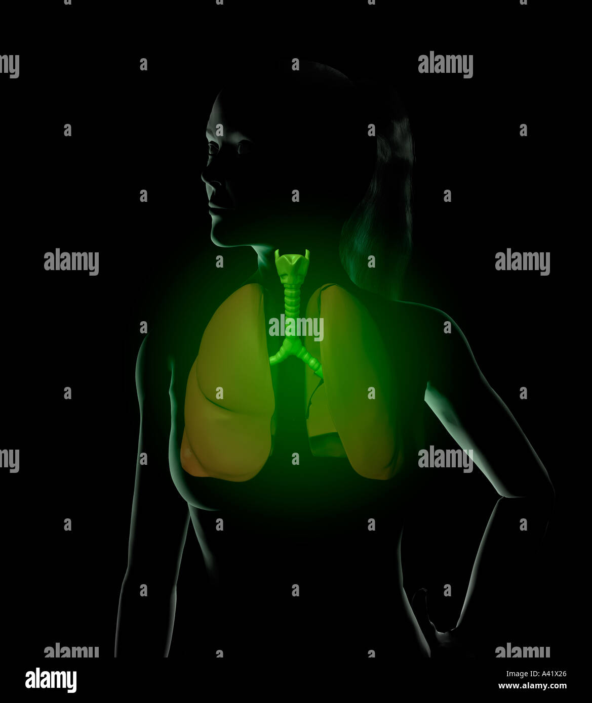 Upper respiratory anatomy -Fotos und -Bildmaterial in hoher Auflösung ...