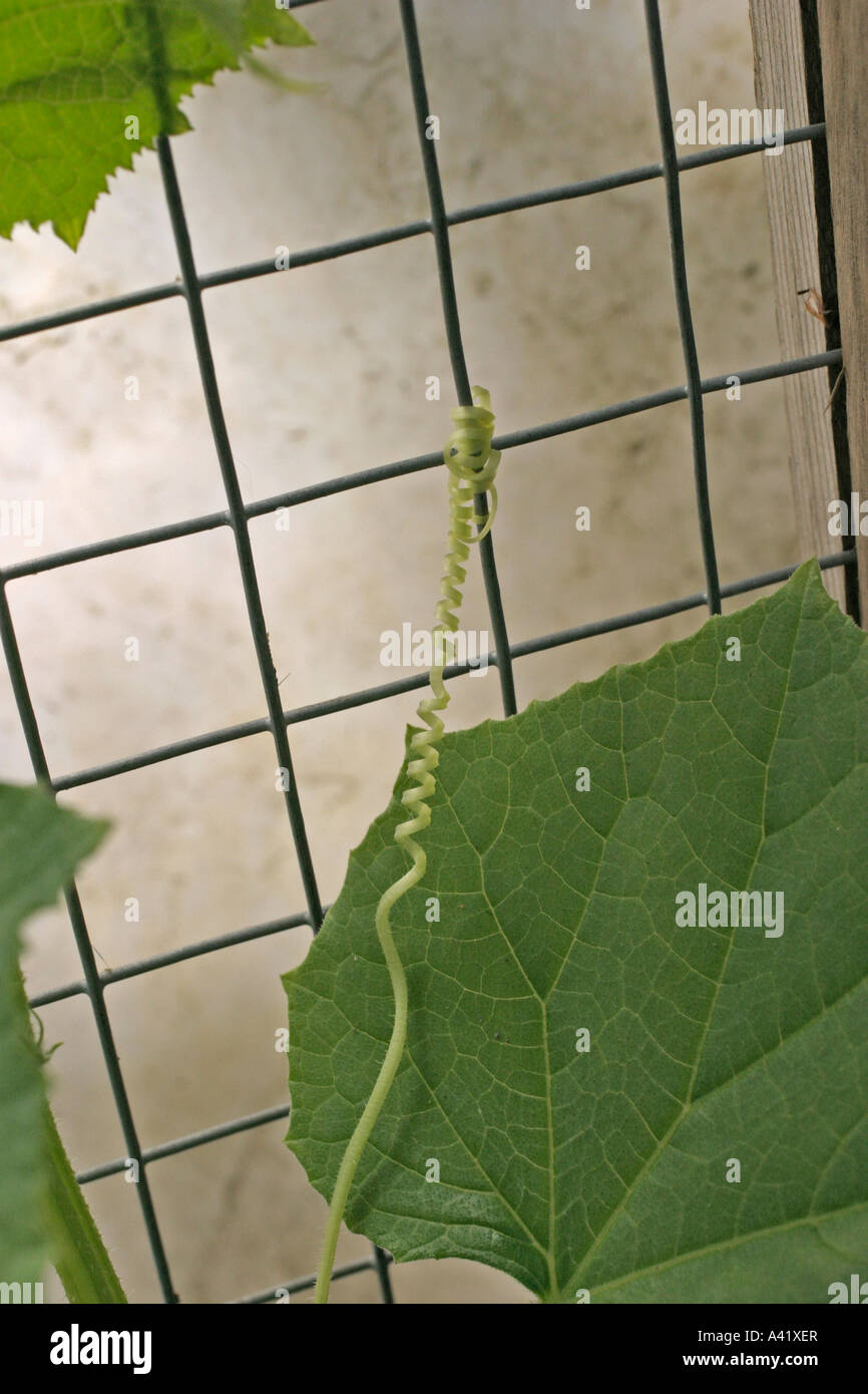 Cucumis sativus ranken -Fotos und -Bildmaterial in hoher Auflösung – Alamy