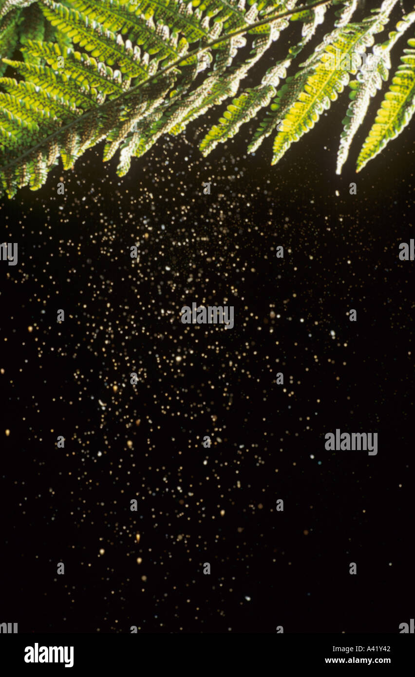 Spore germination -Fotos und -Bildmaterial in hoher Auflösung – Alamy