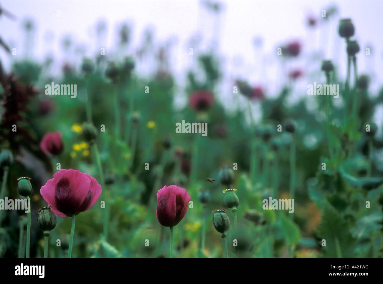 Laos Poppy Opium Heroin Stockfotos und -bilder Kaufen - Alamy