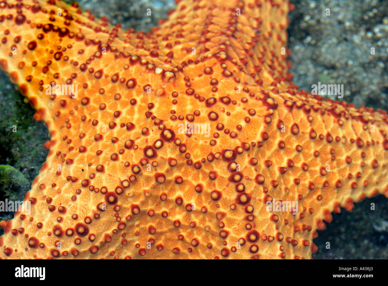 Seestern Sea Star Aquarium Tank Tier Fische Süßwasseraquarien ...