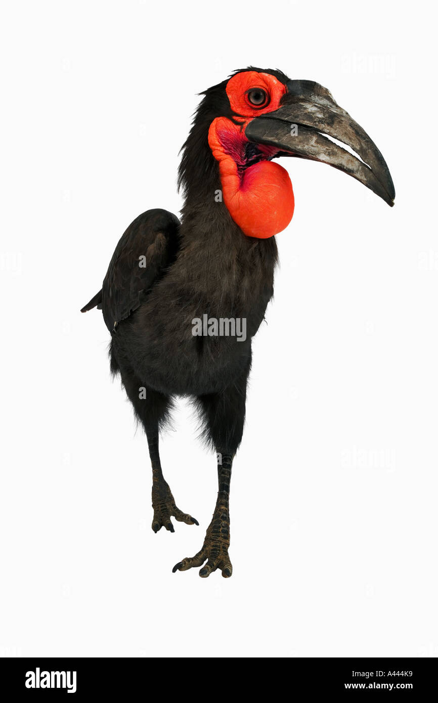 Hornbill Bucorvus Leadbeateri größte Nashornvögel und sind vor allem ... Hornbill Bucorvus Leadbeateri größte Nashornvögel und sind vor allem ...