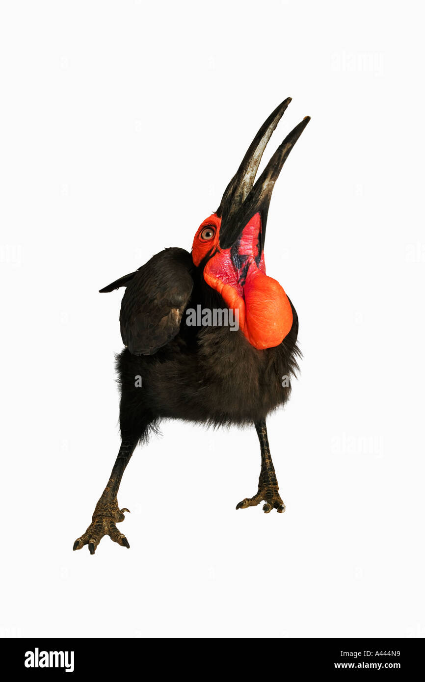 Hornbill Bucorvus Leadbeateri größte Nashornvögel und sind vor allem ... Hornbill Bucorvus Leadbeateri größte Nashornvögel und sind vor allem ...