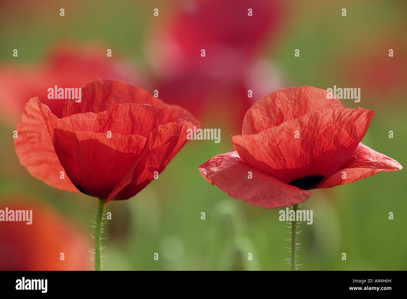 Papver rhoeas -Fotos und -Bildmaterial in hoher Auflösung – Alamy