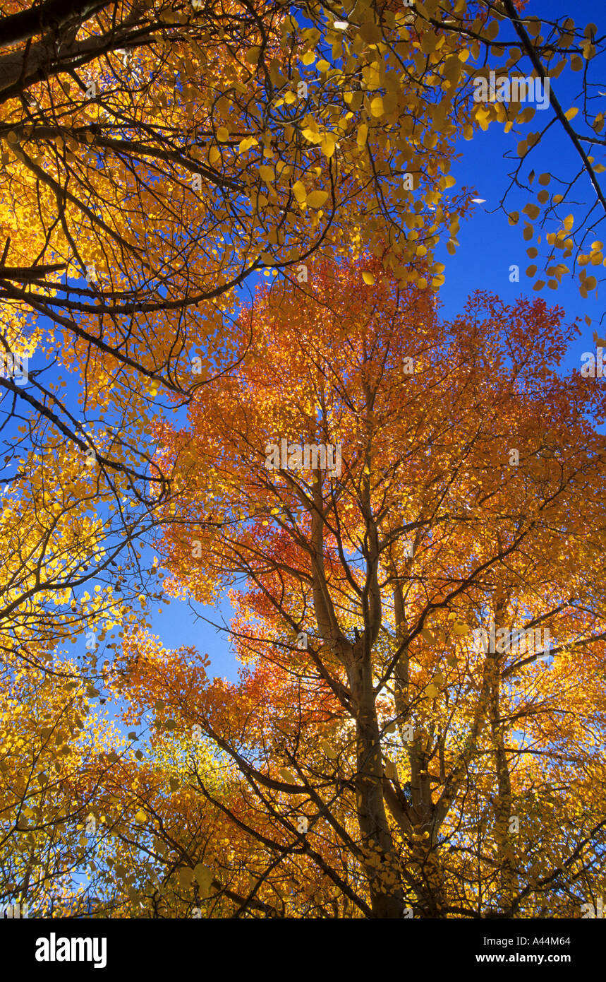 Bunte Espe Bäume im Herbst an den Ufern des Rock Creek Lake Sierra ...