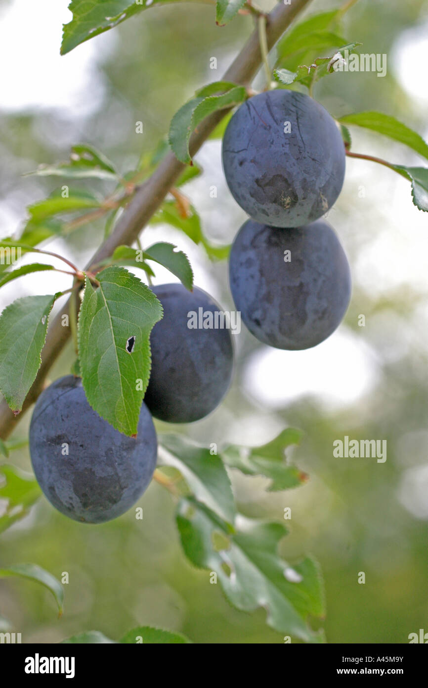 Wild plum tree fruit -Fotos und -Bildmaterial in hoher Auflösung – Alamy