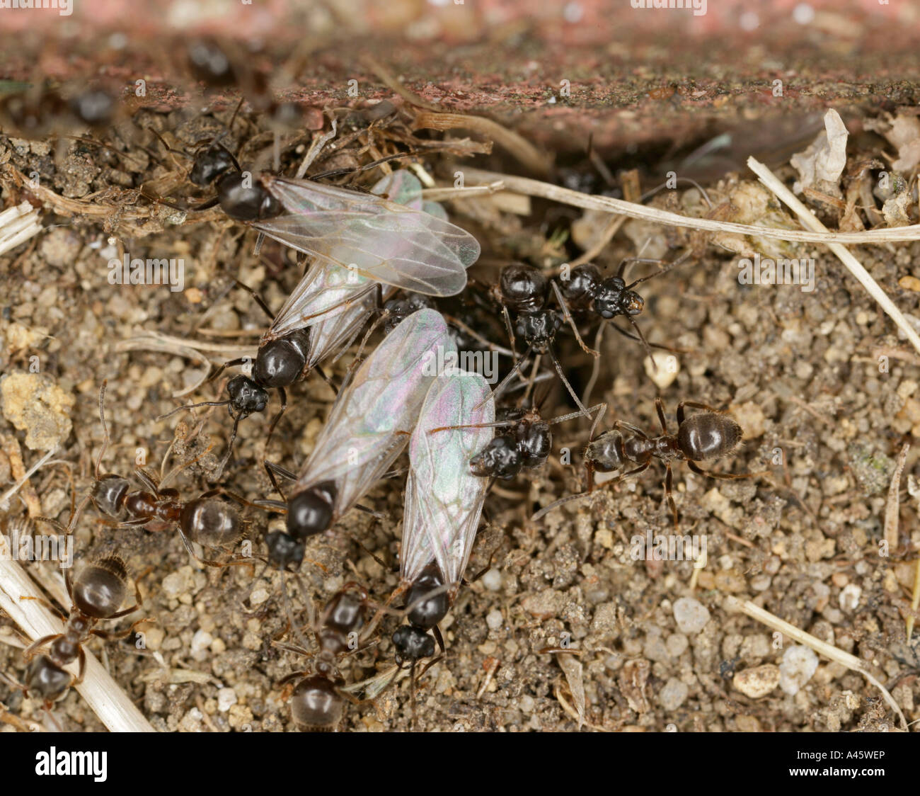 Lasius niger nest -Fotos und -Bildmaterial in hoher Auflösung – Alamy
