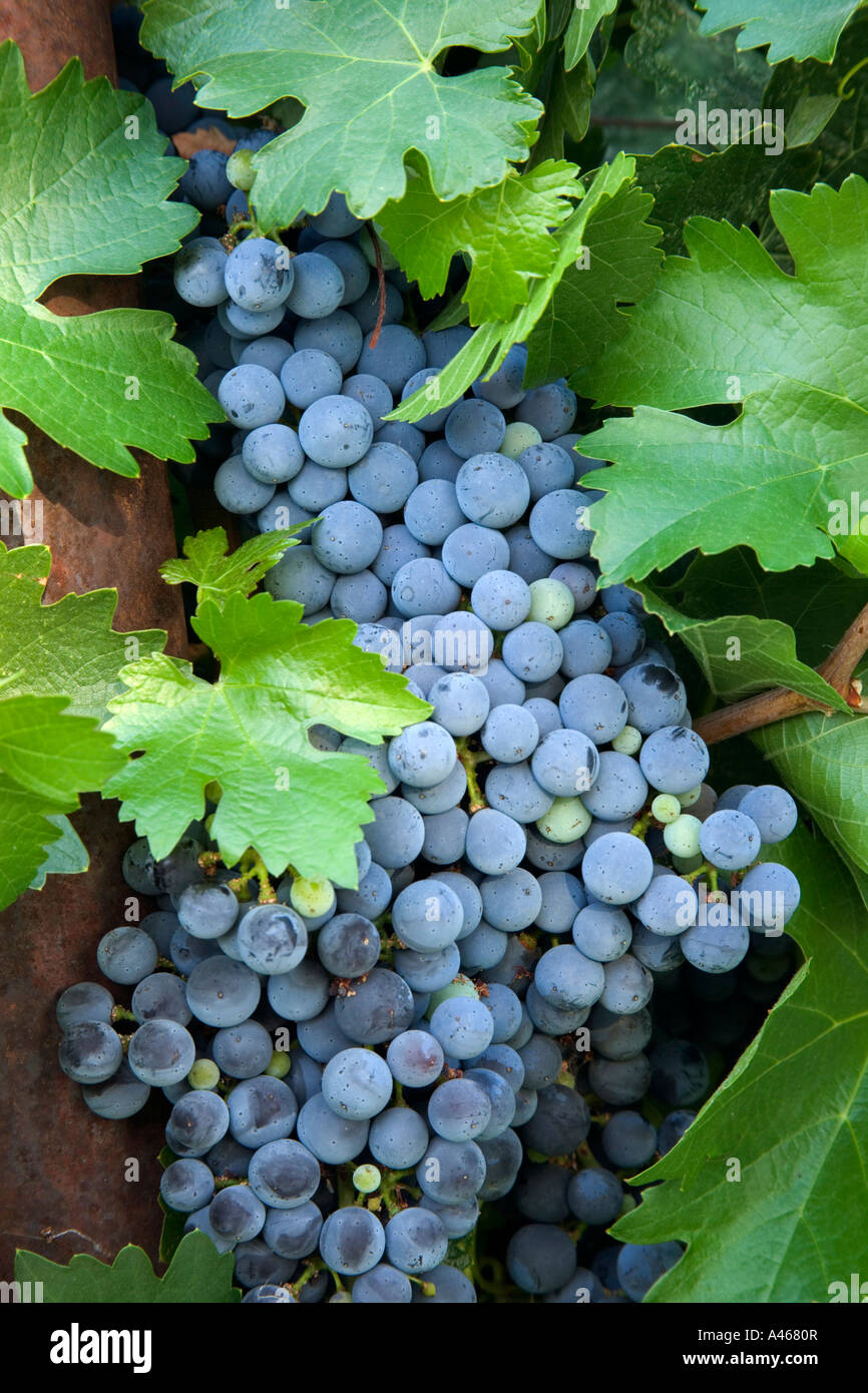 Cabernet sauvignon trauben -Fotos und -Bildmaterial in hoher Auflösung ...