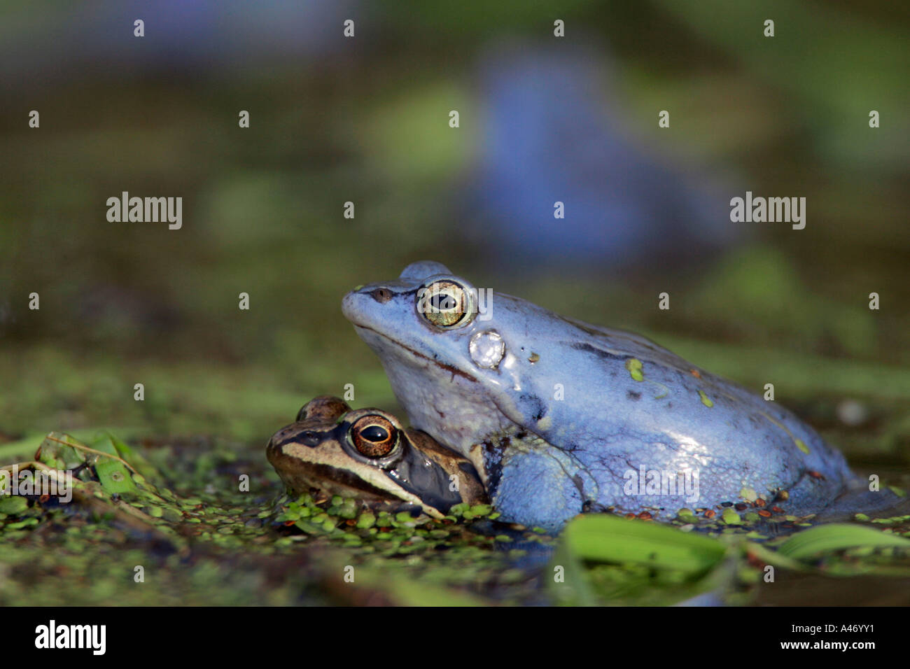 Müritz nationalpark tiere -Fotos und -Bildmaterial in hoher Auflösung ...