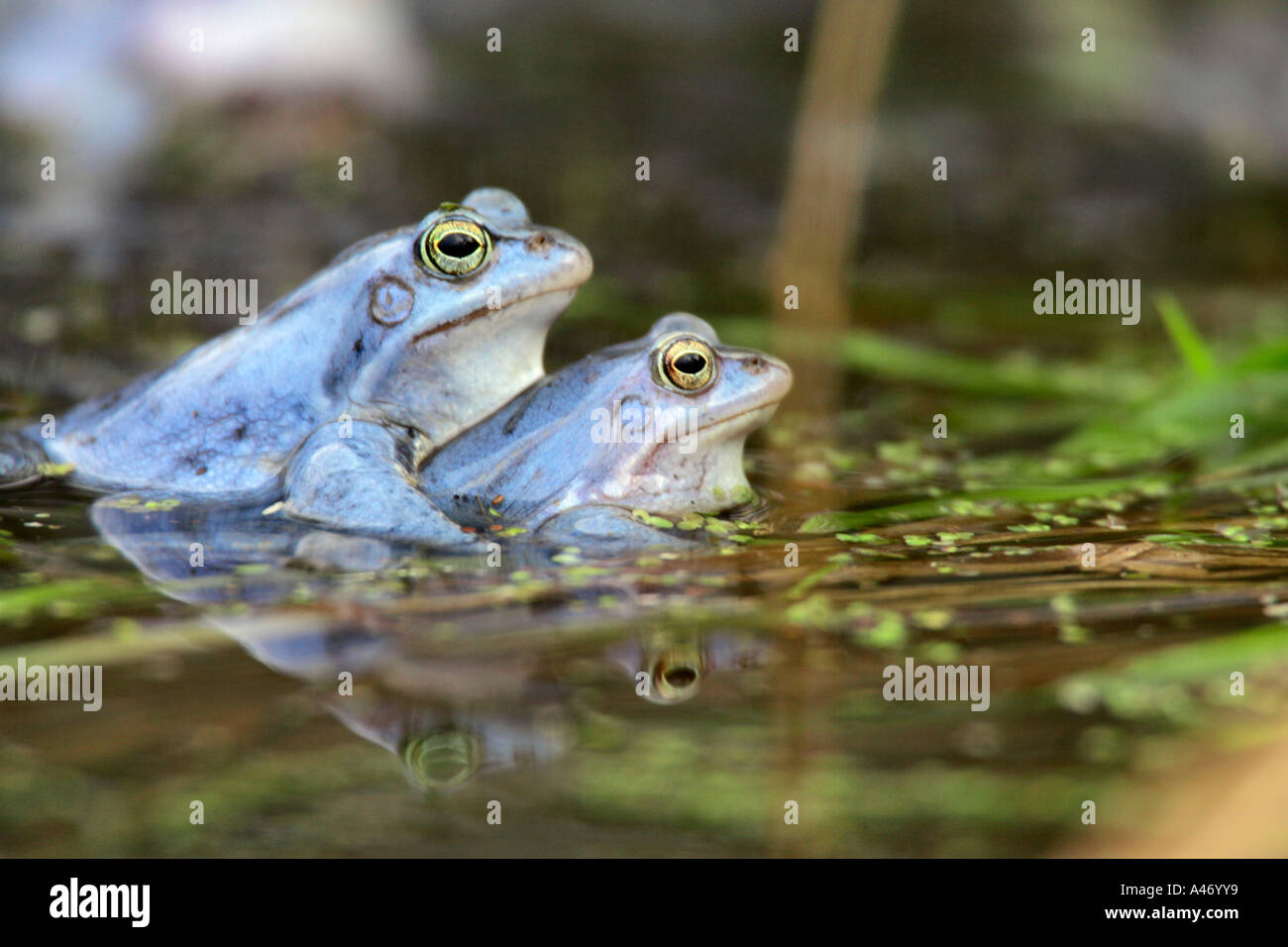 Müritz nationalpark tiere -Fotos und -Bildmaterial in hoher Auflösung ...