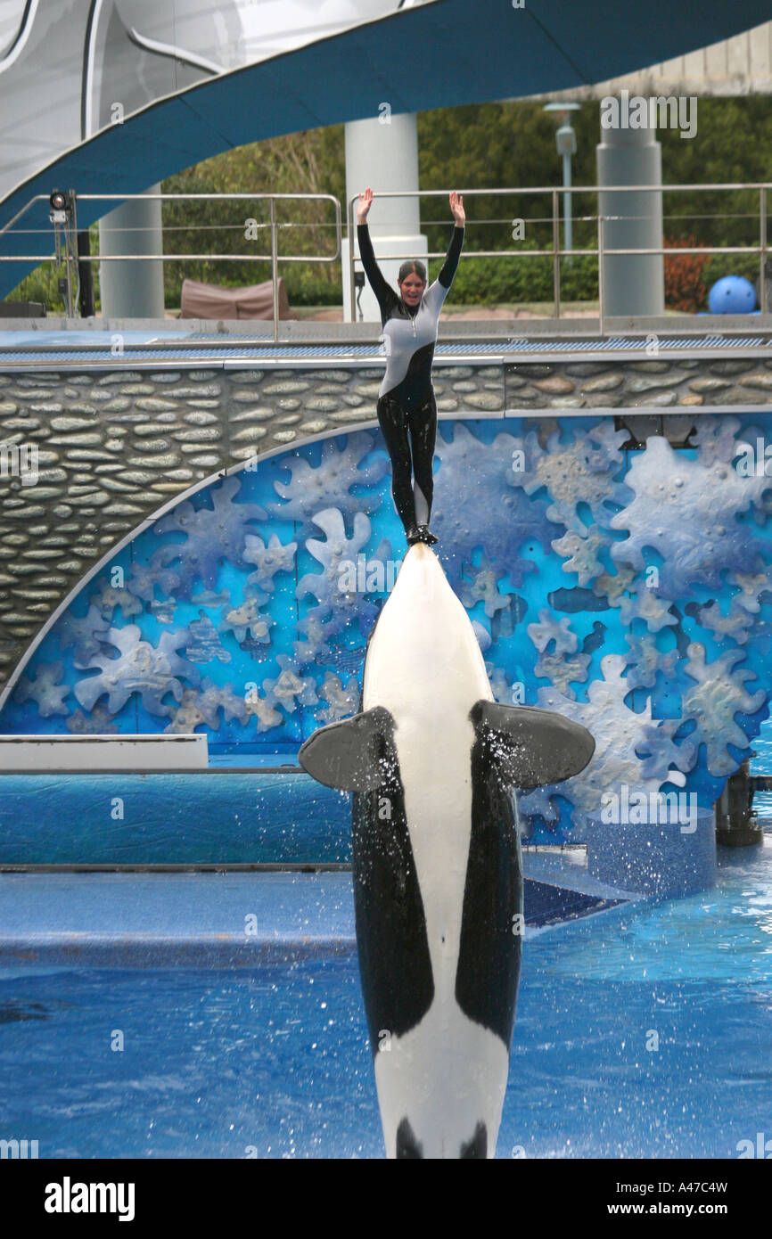 Weiss schnauzen delfin -Fotos und -Bildmaterial in hoher Auflösung – Alamy