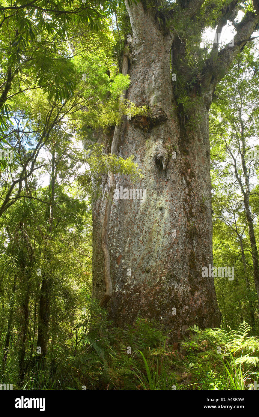 Kauri hautnah -Fotos und -Bildmaterial in hoher Auflösung – Alamy