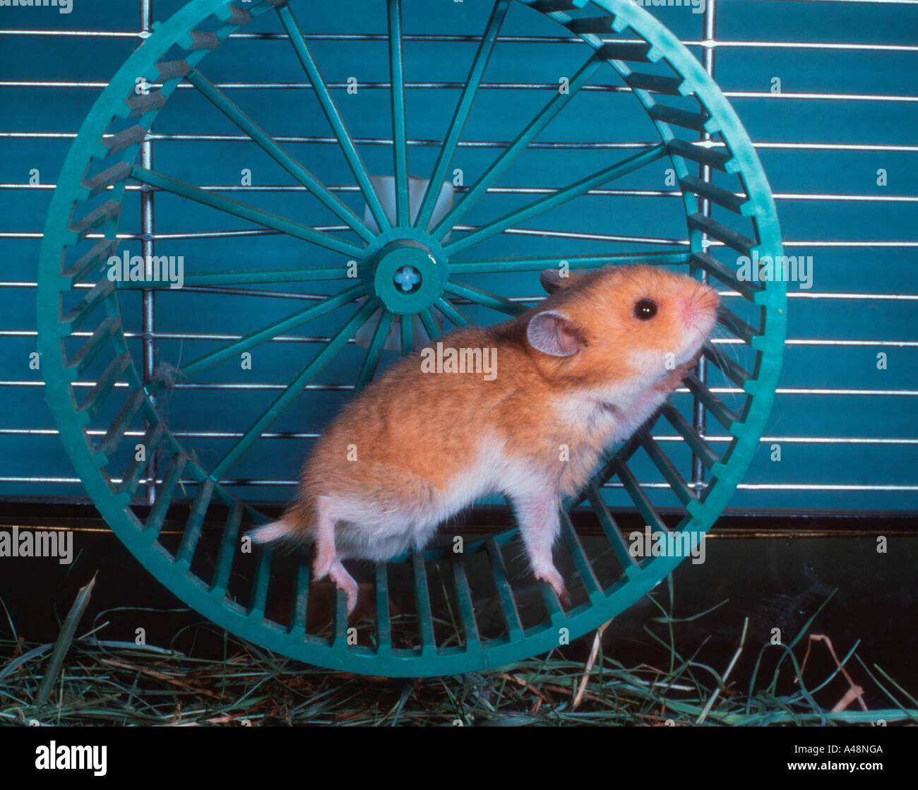 Goldhamster im rad -Fotos und -Bildmaterial in hoher Auflösung – Alamy