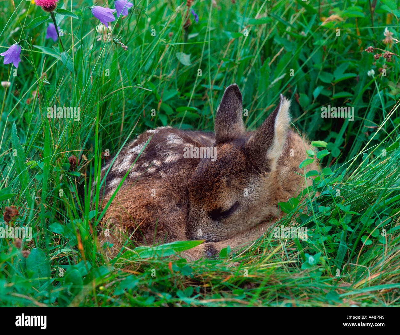 Reh, Capreolus Capreolus und Rehkitz Stockfotos und -bilder Kaufen - Alamy