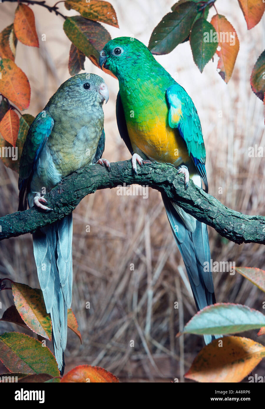 Rot rumped papageien -Fotos und -Bildmaterial in hoher Auflösung – Alamy