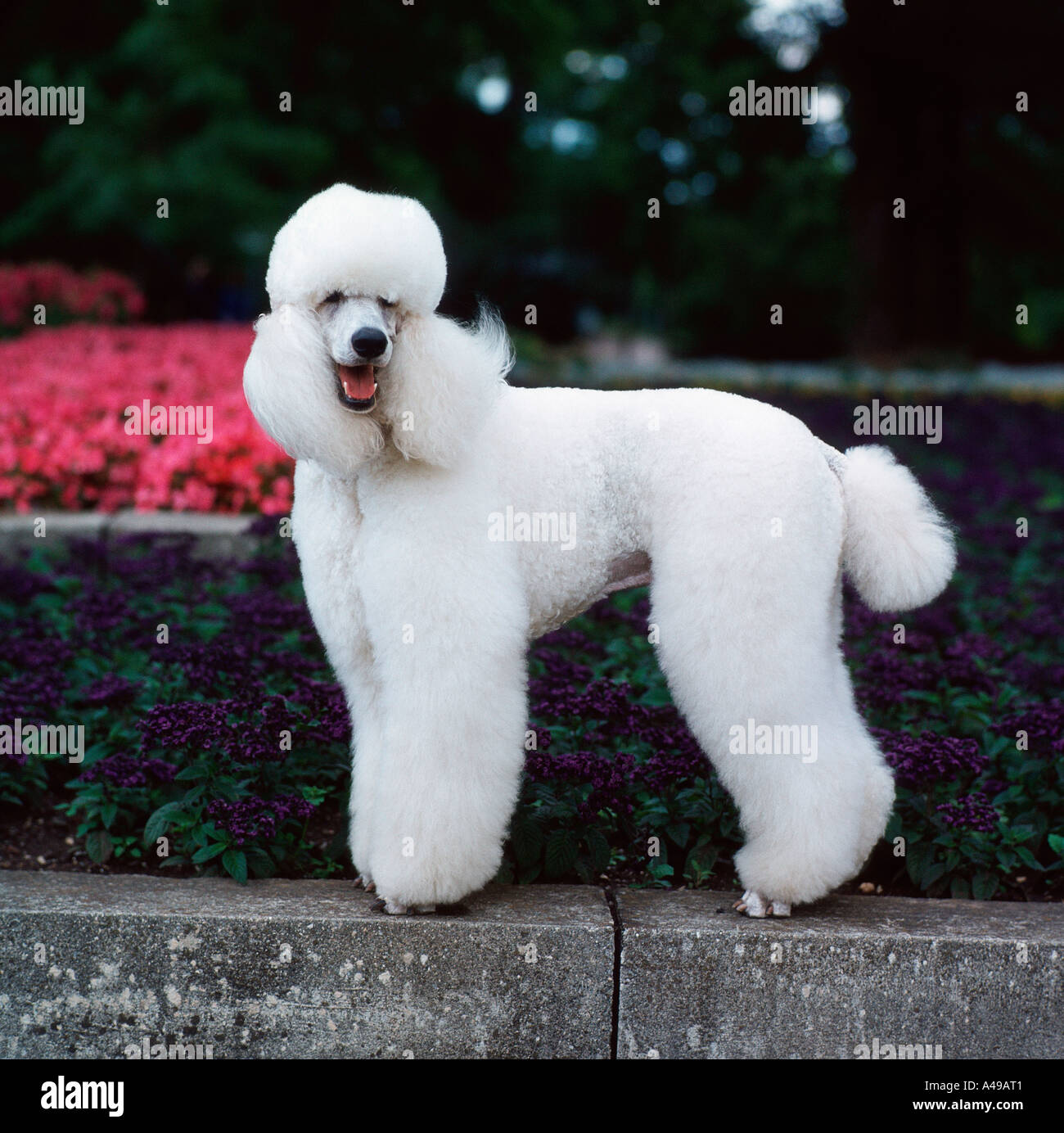 Weißer pudel -Fotos und -Bildmaterial in hoher Auflösung – Alamy