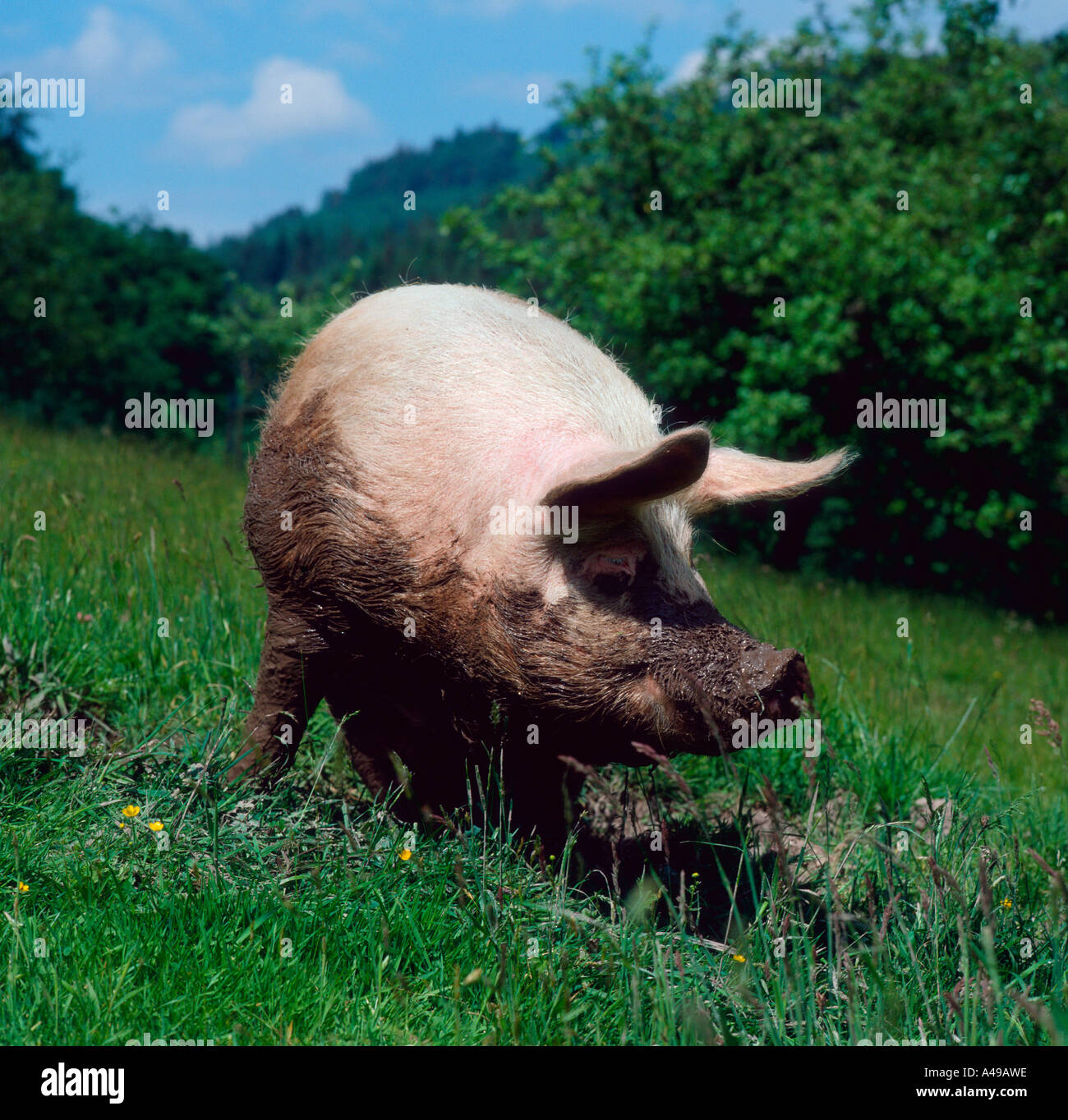 Schwein im schlamm stehen -Fotos und -Bildmaterial in hoher Auflösung ...