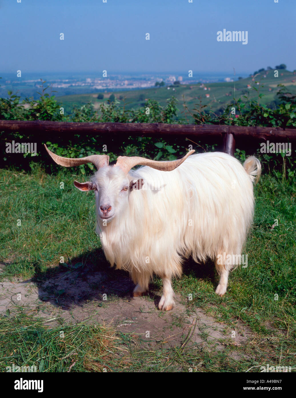 Kashmir Goat Stockfotos und -bilder Kaufen - Alamy