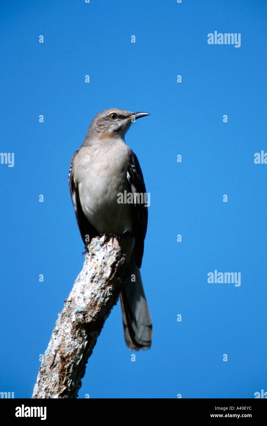 Florida spottdrossel -Fotos und -Bildmaterial in hoher Auflösung – Alamy