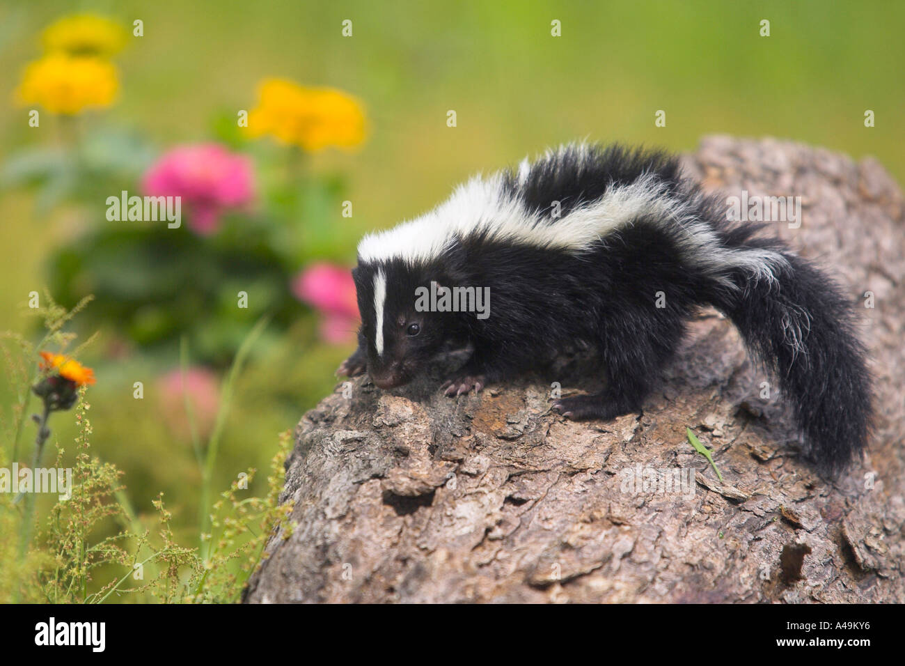 Jugendliches stinktier -Fotos und -Bildmaterial in hoher Auflösung – Alamy