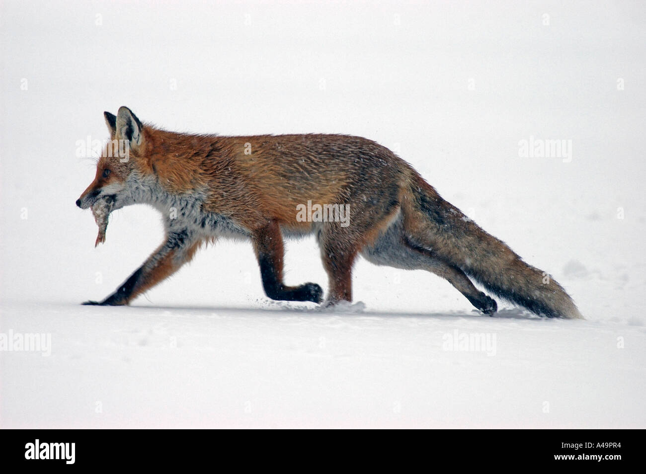Rotfuchs im schnee deutschland -Fotos und -Bildmaterial in hoher ...